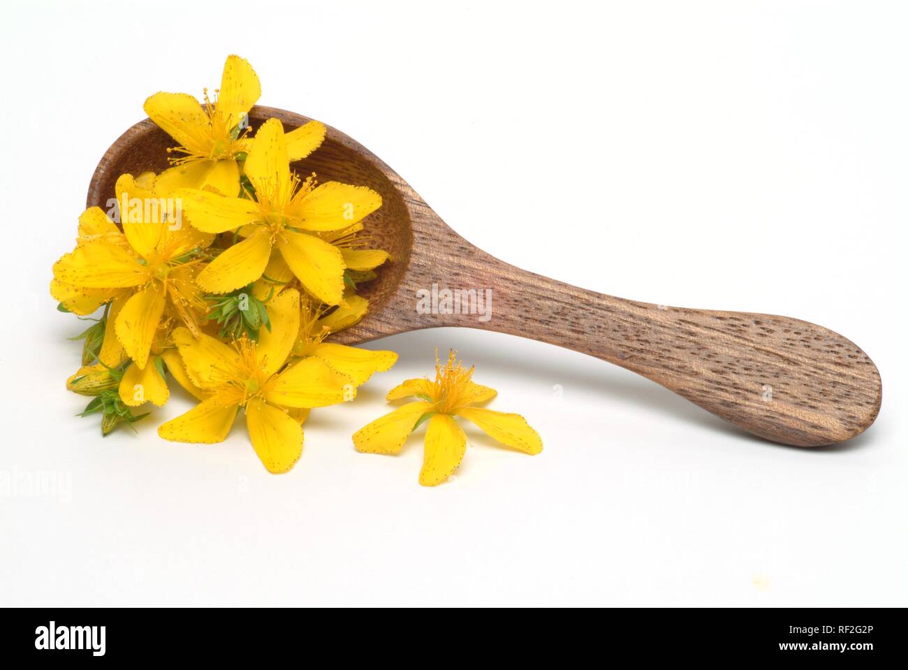 St. John's Wort or Tipton's Weed (Hypericum perforatum), medicinal herb ...