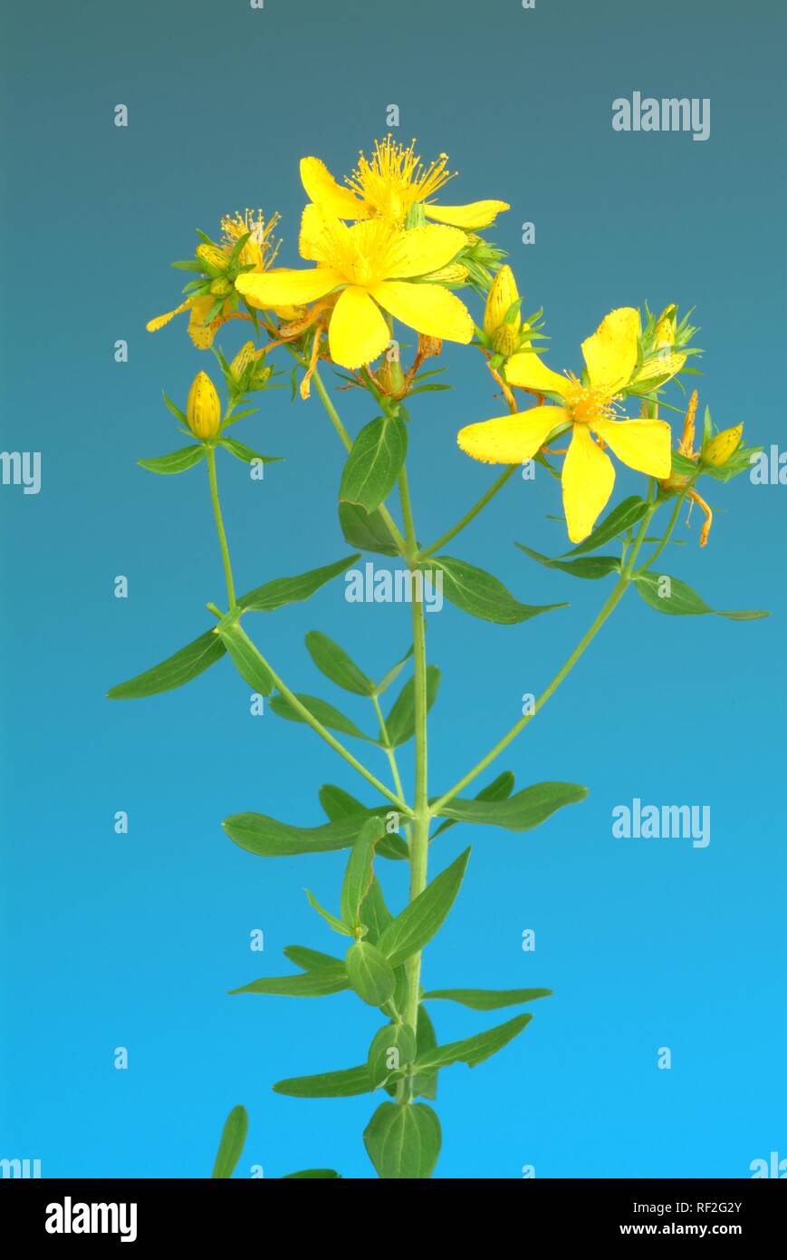 St. John's Wort or Tipton's Weed (Hypericum perforatum), medicinal herb ...