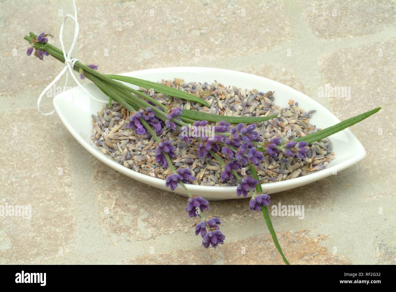 Common or English Lavender (Lavandula angustifolia, Lavendula ...