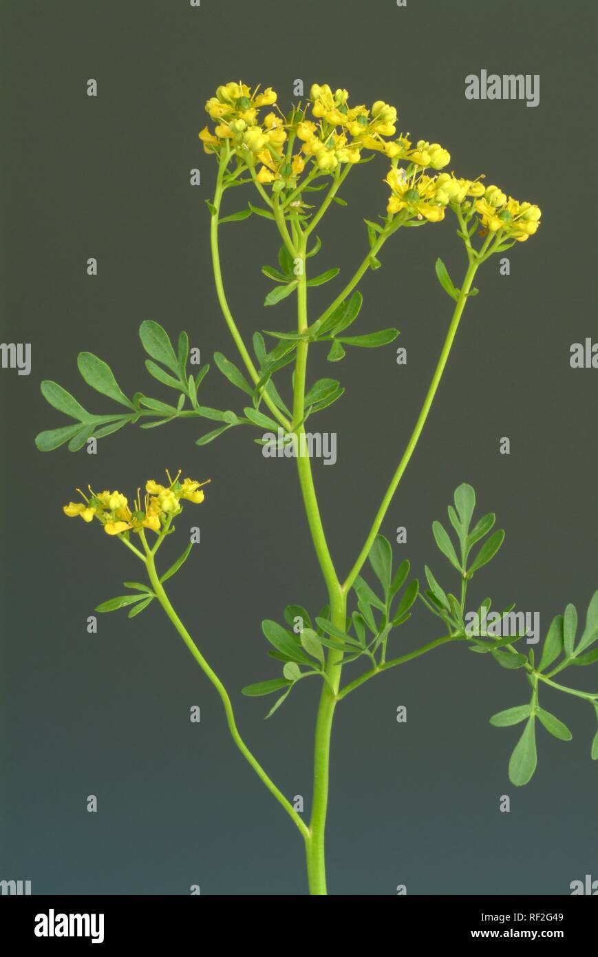 Common Rue or Herb-of-Grace (Ruta graveolens), medicinal herb, spice ...