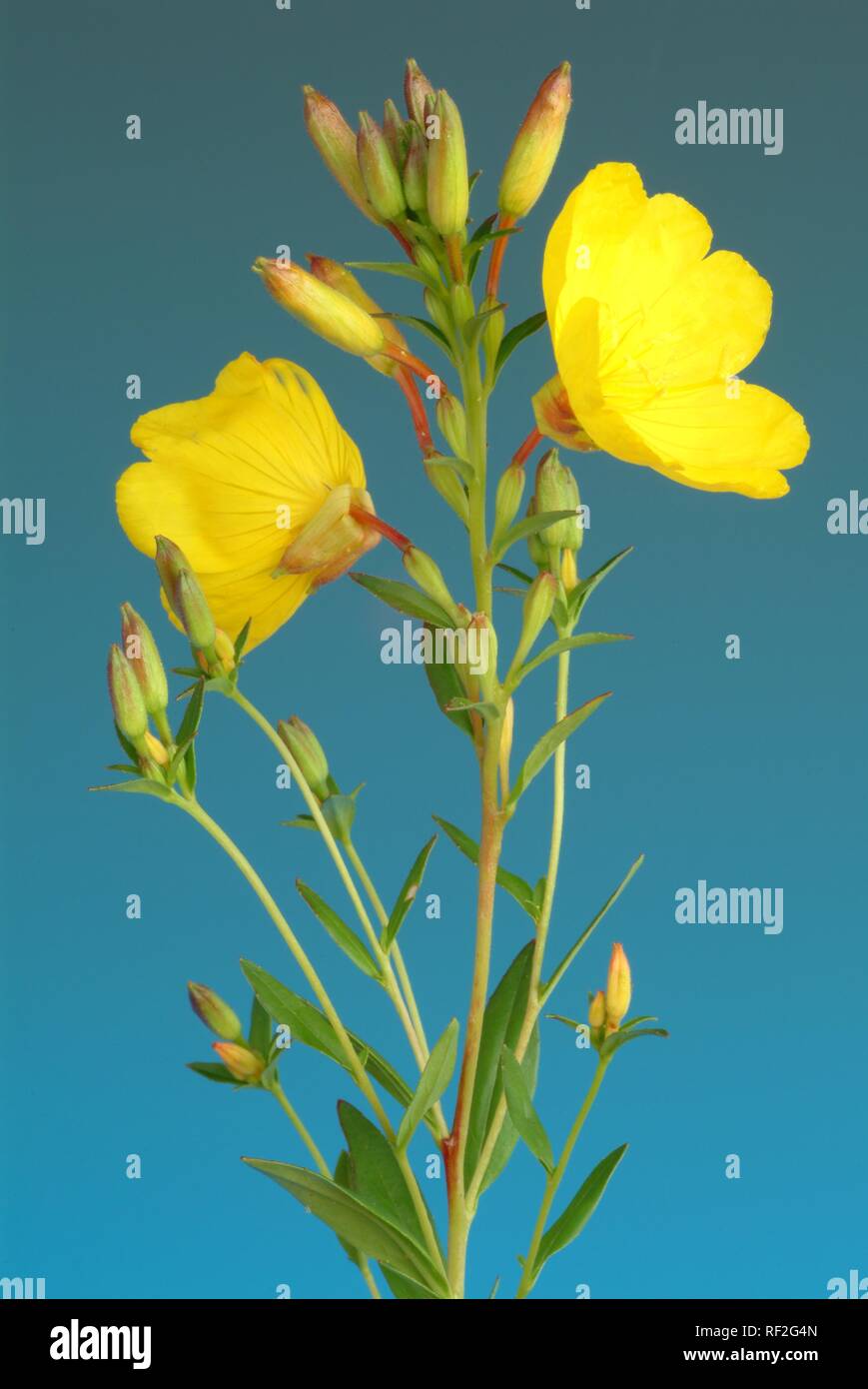Common Evening Primrose or Evening Star (Oenothera biennis), medicinal ...