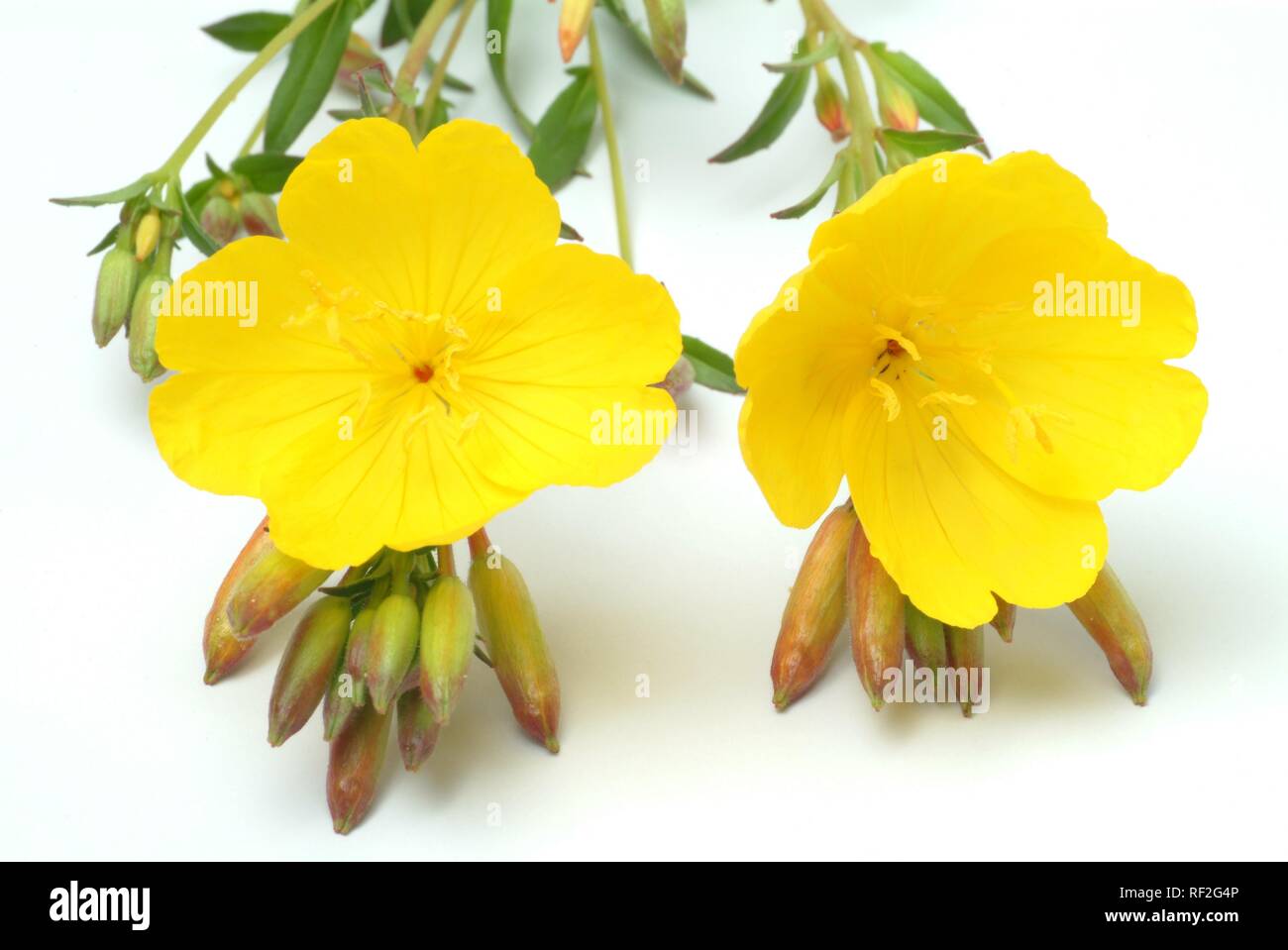Common Evening Primrose or Evening Star (Oenothera biennis), medicinal ...