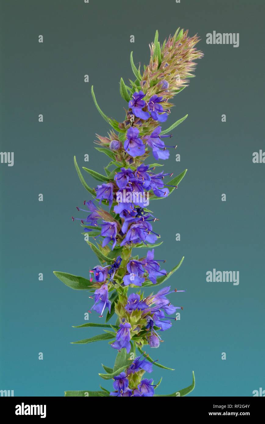 Herb Hyssop (Hyssopus officinalis), medicinal plant Stock Photo - Alamy