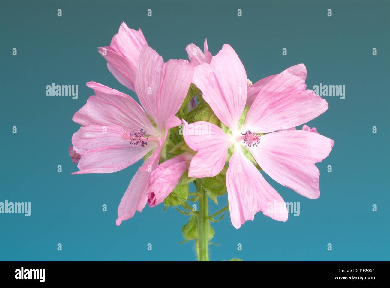 Musk-Mallow (Malva moschata), medicinal plant Stock Photo - Alamy