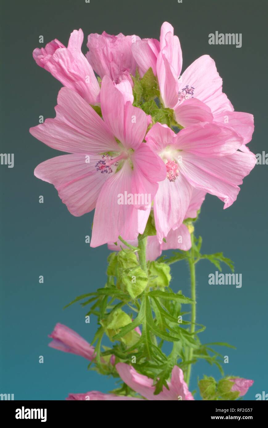 Musk-Mallow (Malva moschata), medicinal plant Stock Photo - Alamy