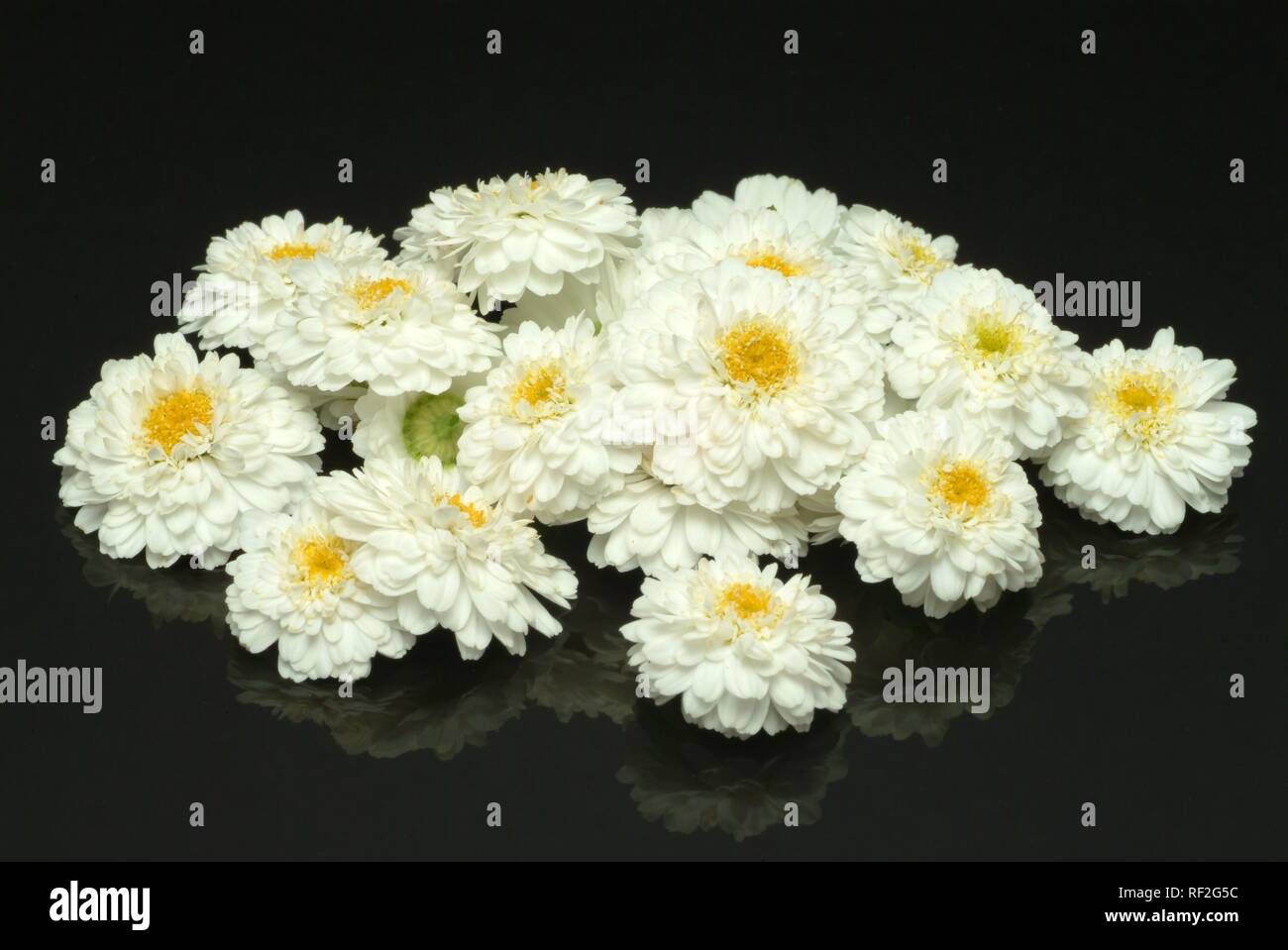 Roman Chamomiles or Garden Camomiles (Anthemis nobilis), medicinal ...