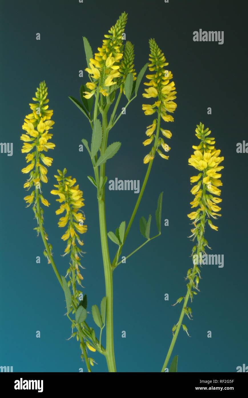 Yellow Sweet Clover or Yellow Melilot (Melilotus officinalis ...