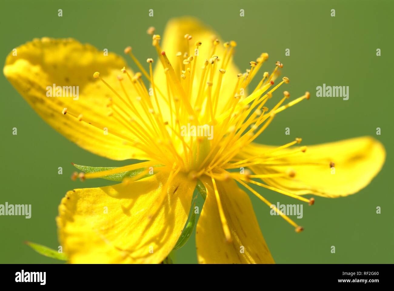 St. John's Wort or Tipton's Weed (Hypericum perforatum), medicinal ...