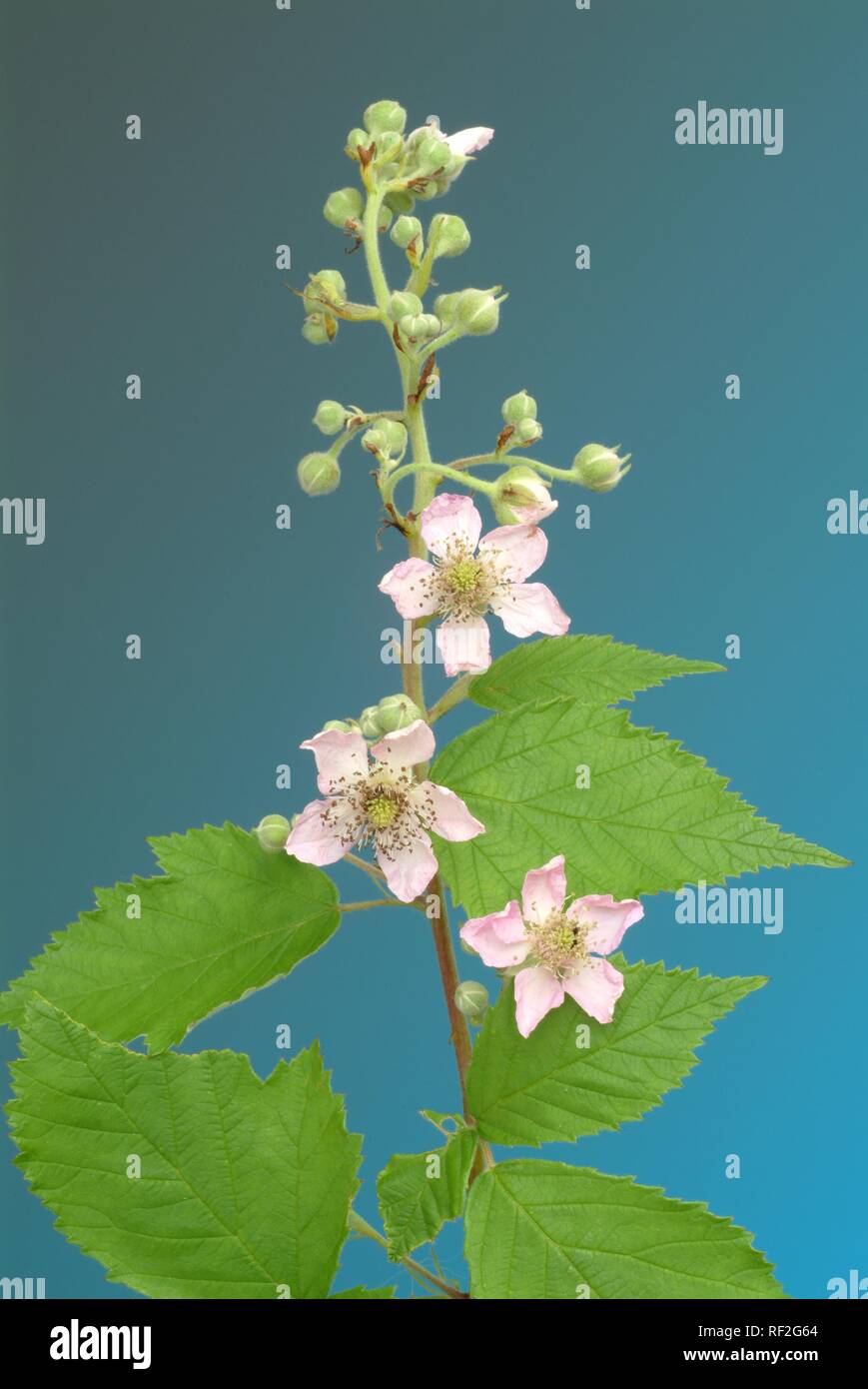 Bilberry, Huckleberry flower (Vaccinium myrtillus), blossoms, medicinal ...