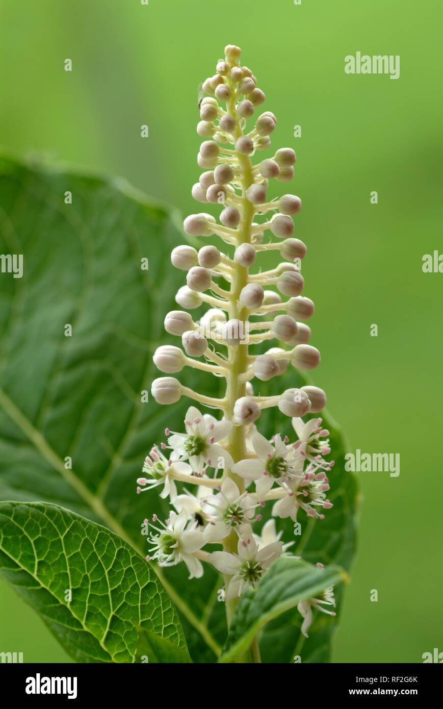 Pokeweed or Pokebush or Pokeberry or Inkberry (Phytolacca), medicinal ...
