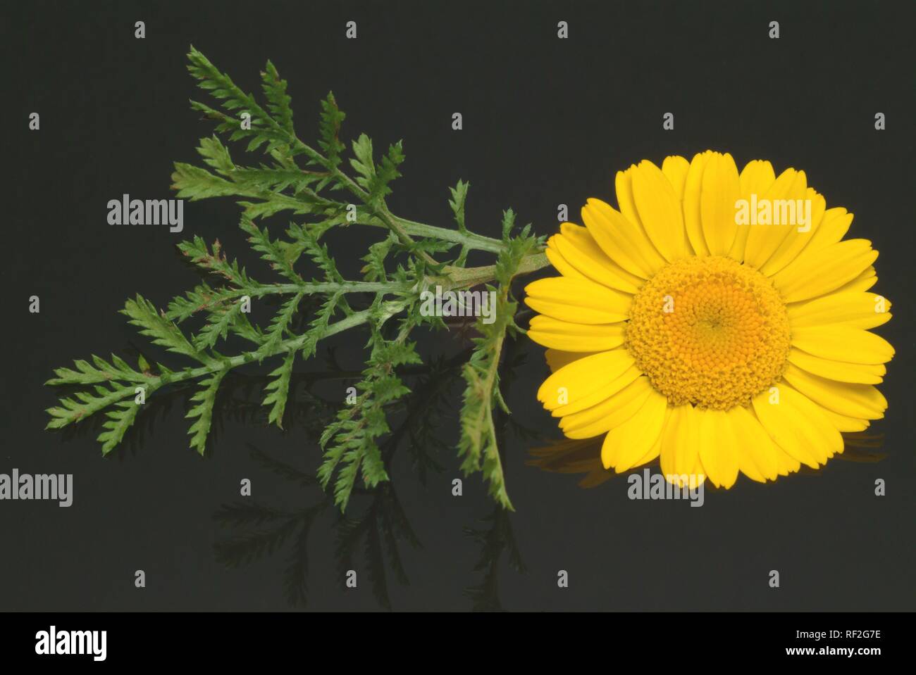 Golden Marguerite or Yellow Chamomile (Anthemis tinctoria) blossom ...
