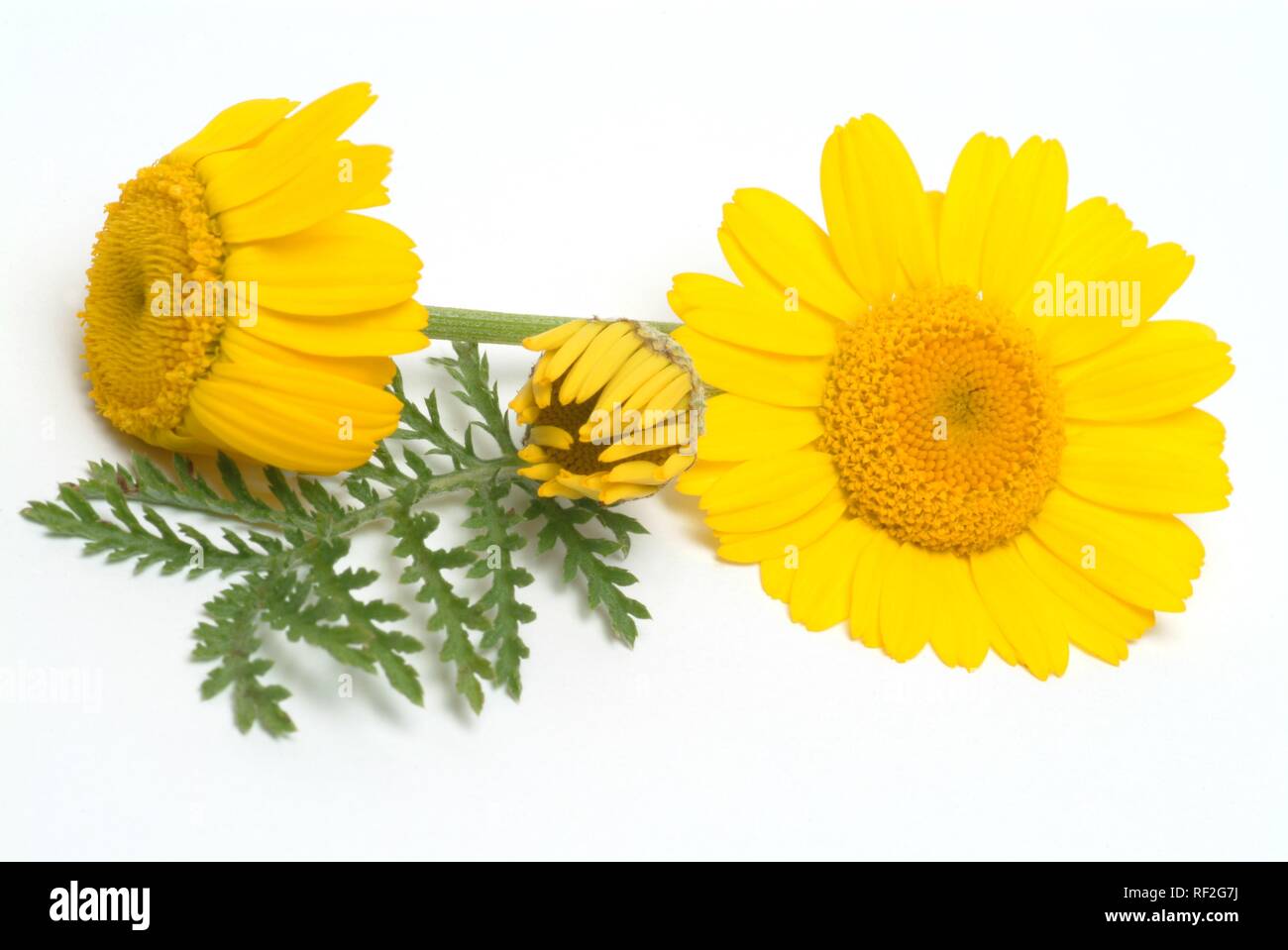 Golden Marguerite or Yellow Chamomile (Anthemis tinctoria) blossoms ...