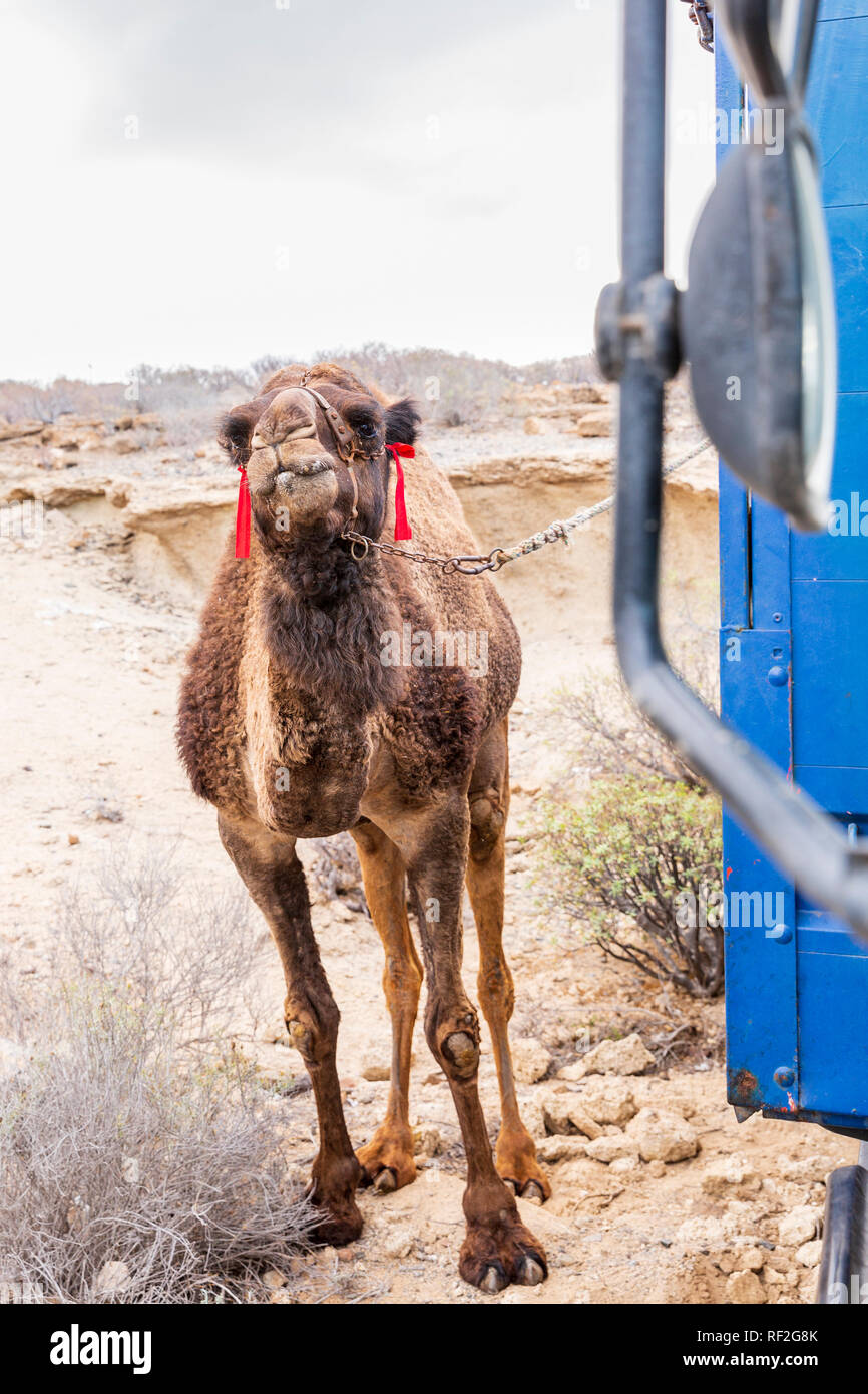 Camel hitch hi-res stock photography and images - Alamy