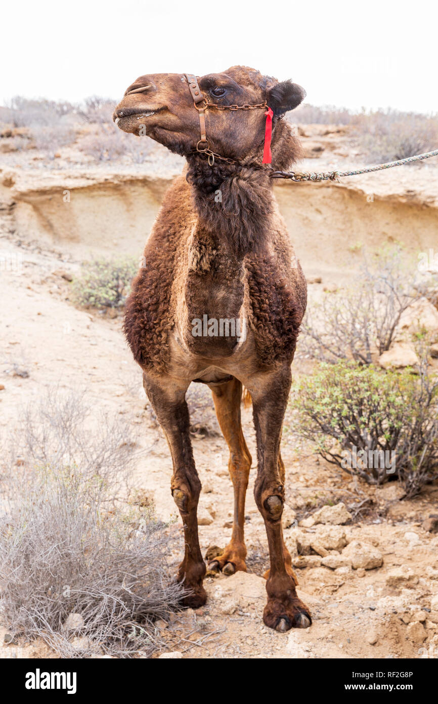Tethered animals hi-res stock photography and images - Alamy