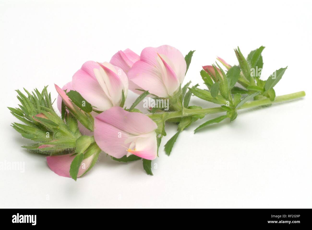 Spiny Restharrow (Ononis spinosa), medicinal plant Stock Photo - Alamy