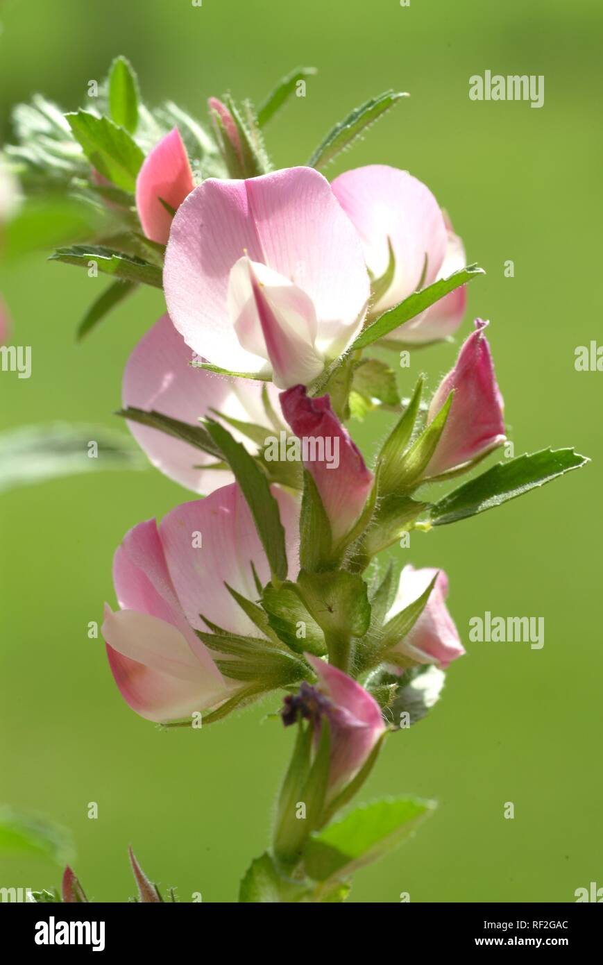 Spiny Restharrow (Ononis spinosa), medicinal plant Stock Photo - Alamy
