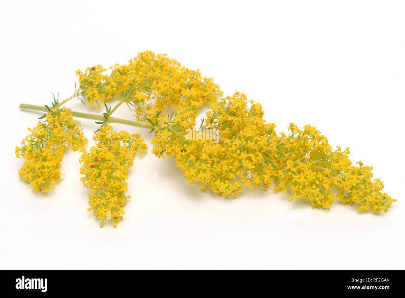 Lady's Bedstraw or Yellow Bedstraw (Galium verum), medicinal plant ...
