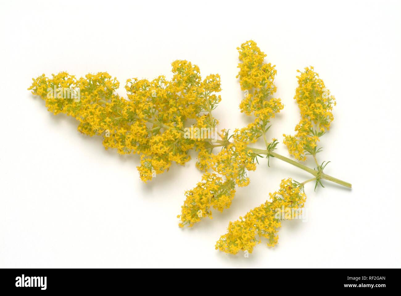 Lady's Bedstraw or Yellow Bedstraw (Galium verum), medicinal plant ...