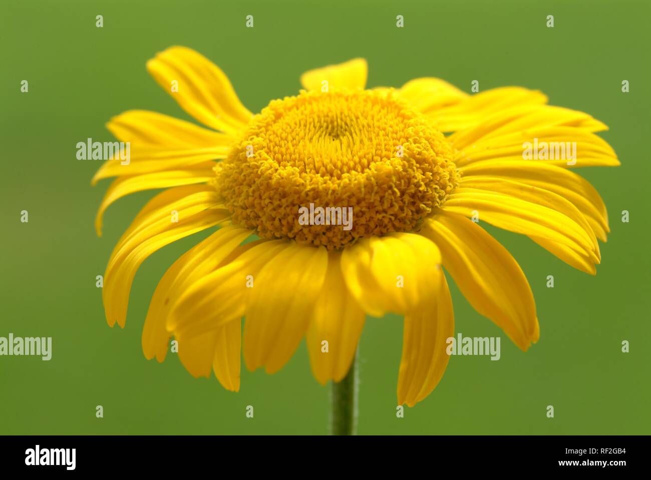 Golden Marguerite or Yellow Chamomile (Anthemis tinctoria), medicinal ...