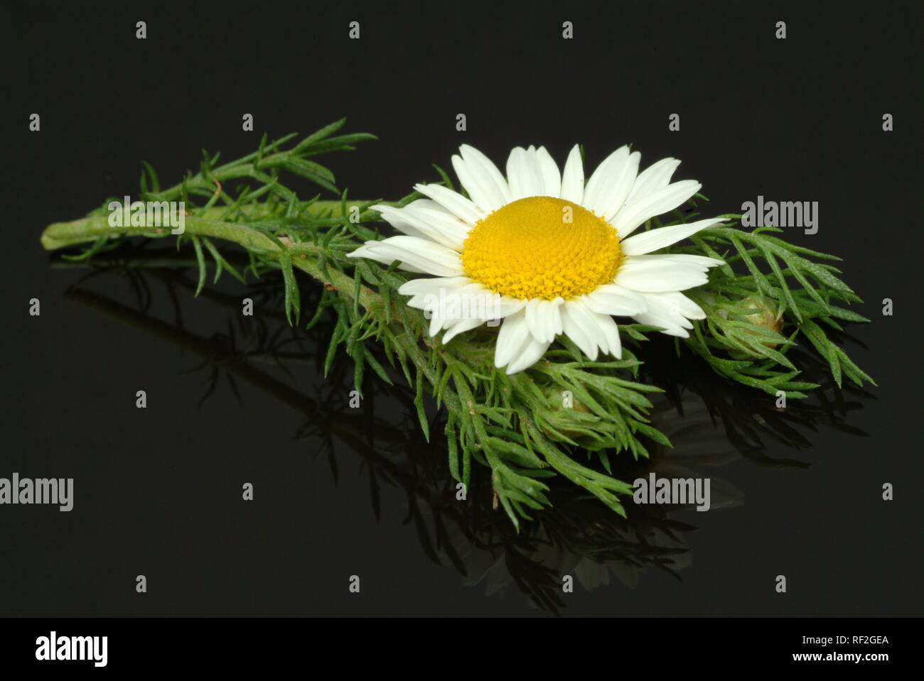 Pellitory or Spanish Chamomile (Anacyclus pyrethrum) blossom, medicinal ...