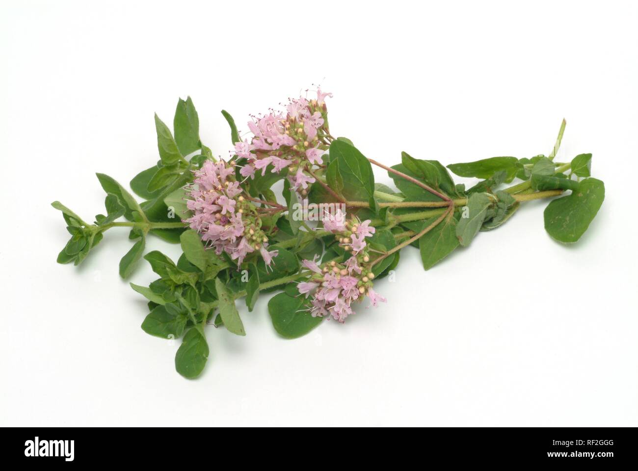Oregano or Pot Marjoram (Origanum vulgare), medicinal herb, spice Stock ...