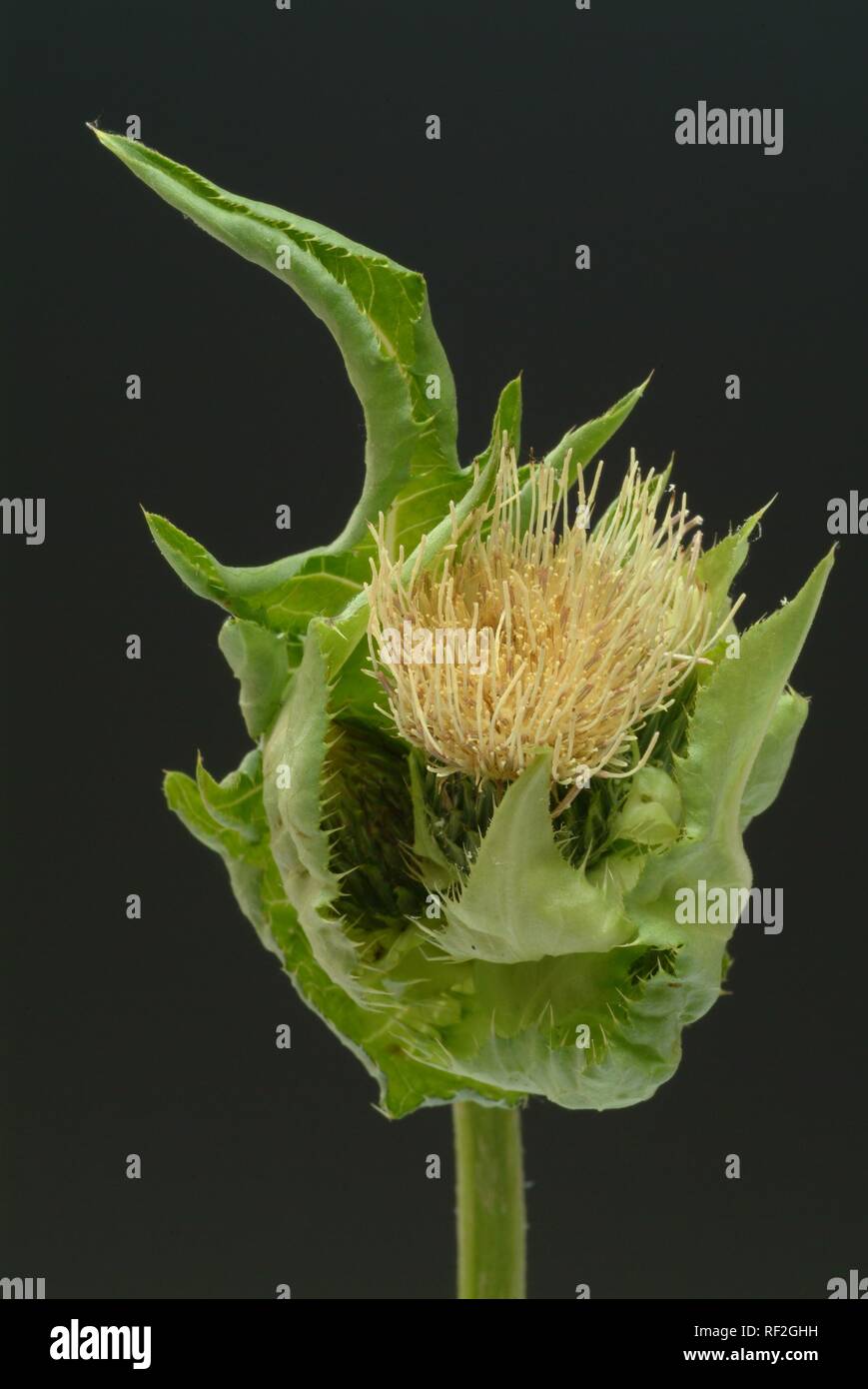 Cabbage Thistle (Cirsium oleraceum), medicinal plant Stock Photo - Alamy
