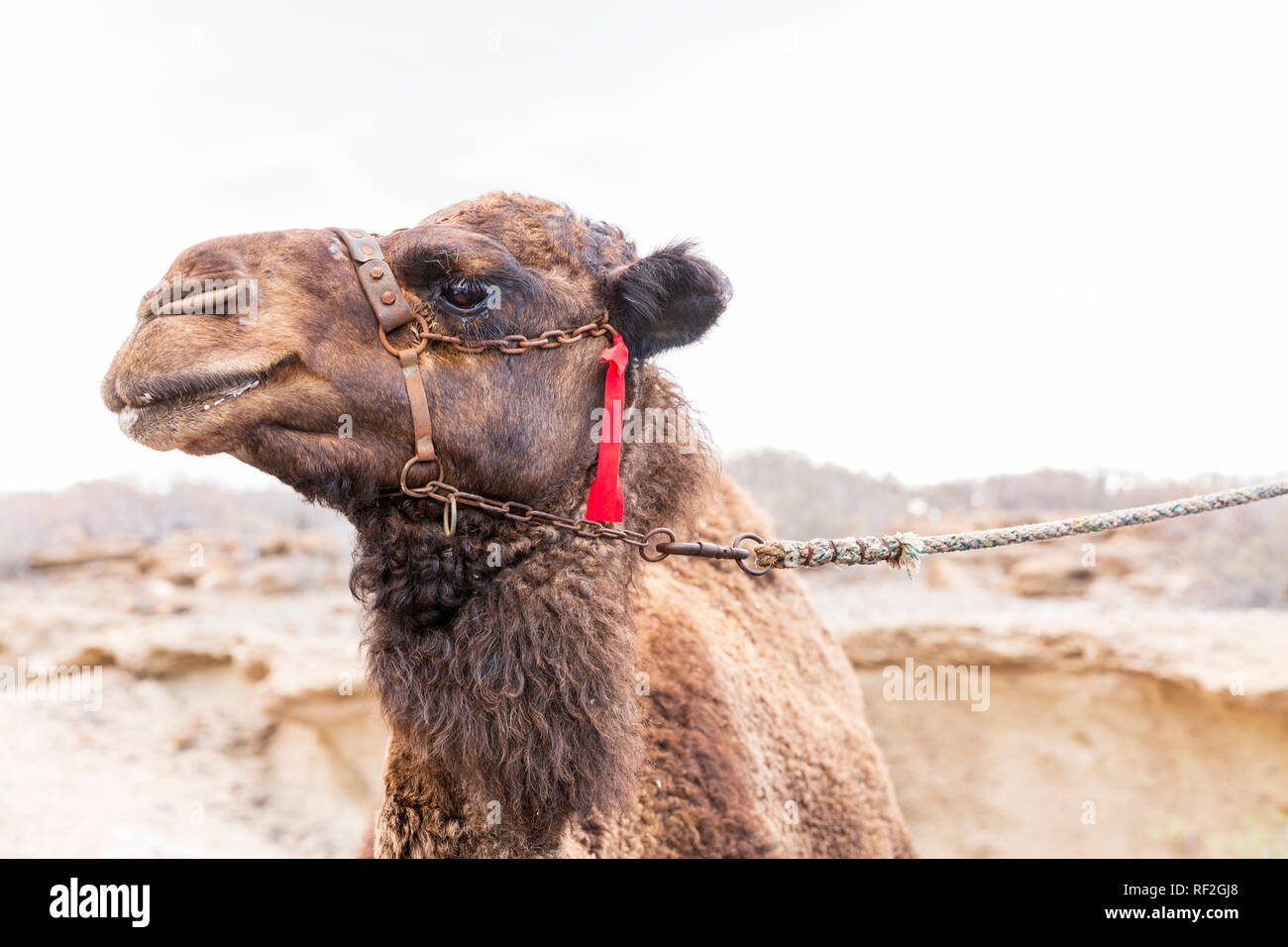 Animal camels hi-res stock photography and images - Alamy