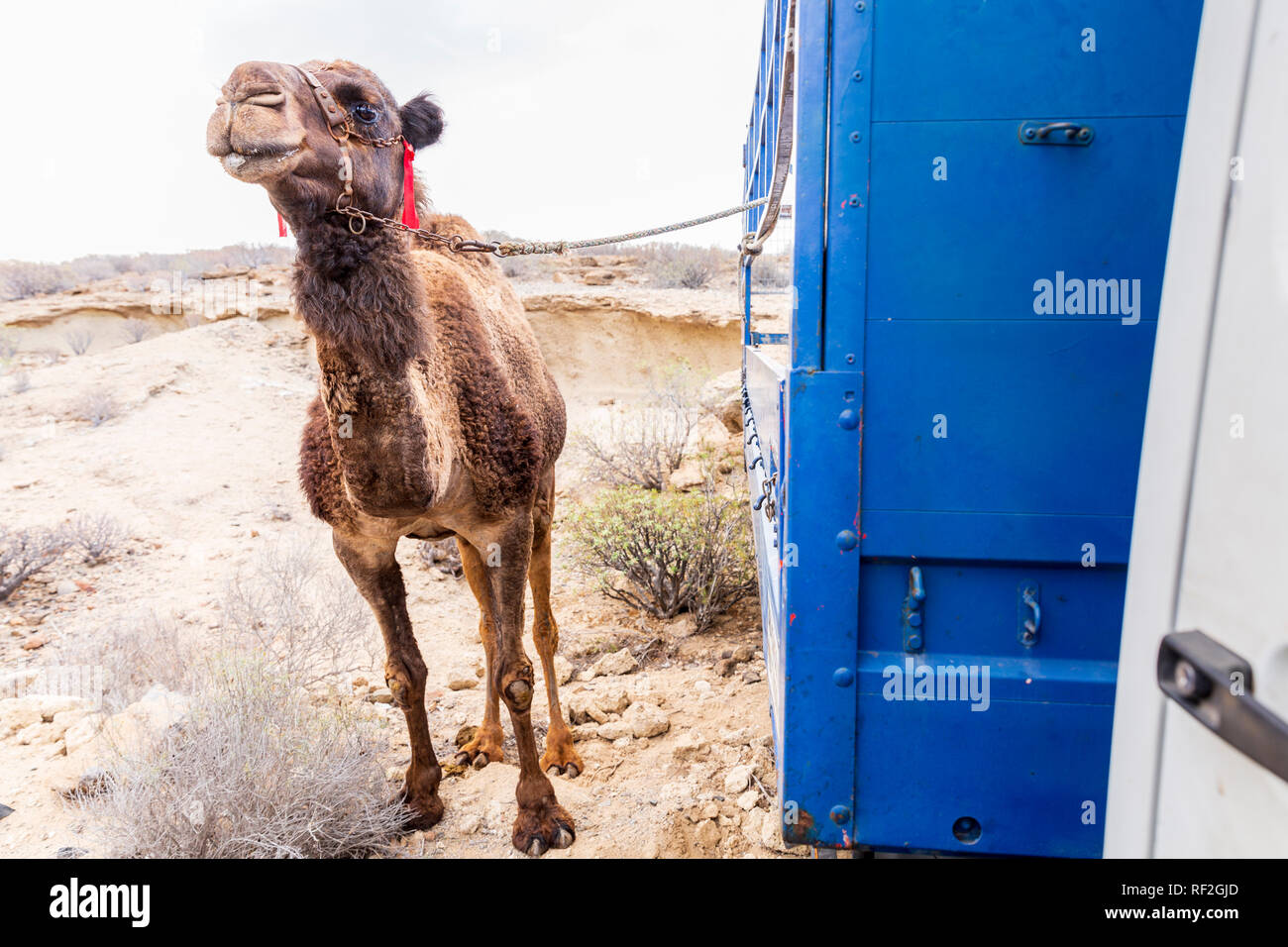 Tethered animals hi-res stock photography and images - Alamy