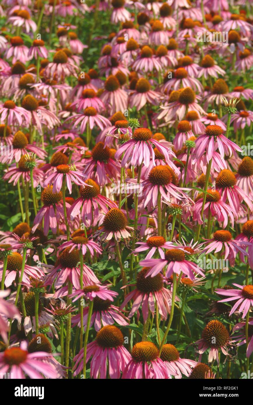 Field of Eastern Purple Coneflowers (Echinacea purpurea), medicinal ...