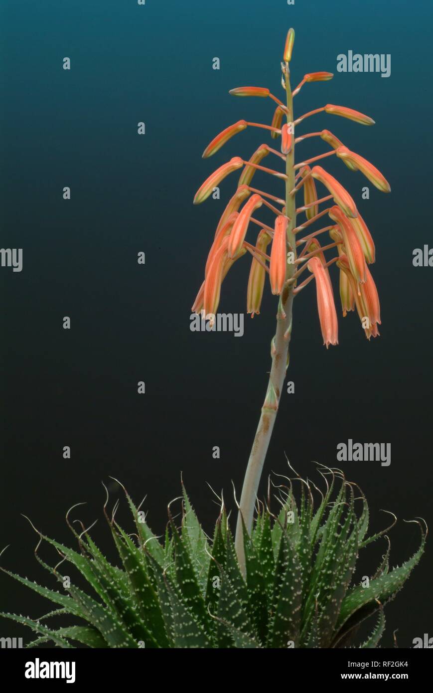 Aloe Vera blossom, medicinal plant Stock Photo - Alamy Aloe Vera blossom, medicinal plant Stock Photo - Alamy