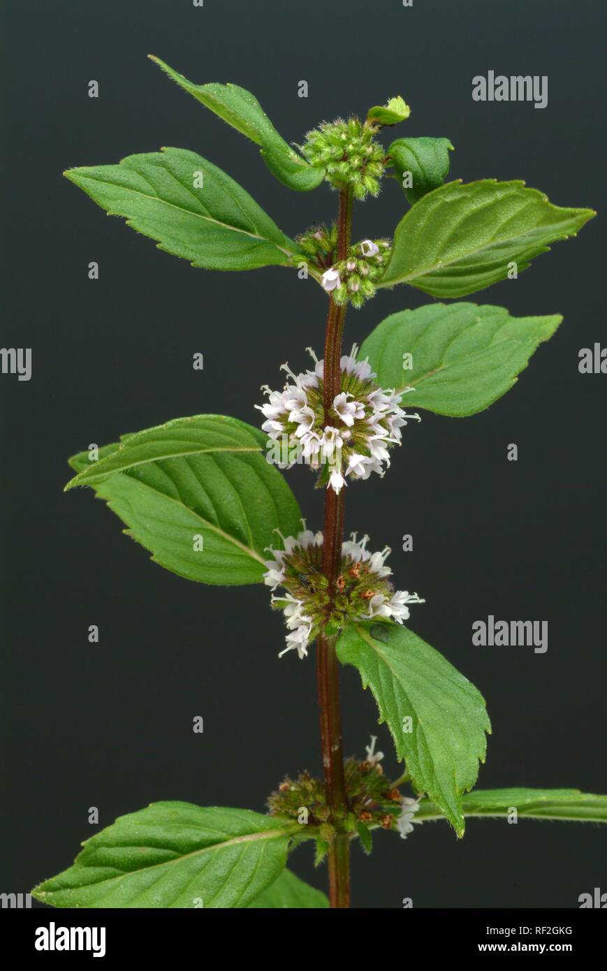 Peppermint (Mentha x piperita), used for tea, spice and as a medicinal ...