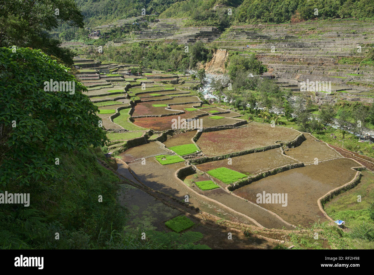 The beautiful UNESCO rice terraces in Hapao, Banaue, Mountain Province ...