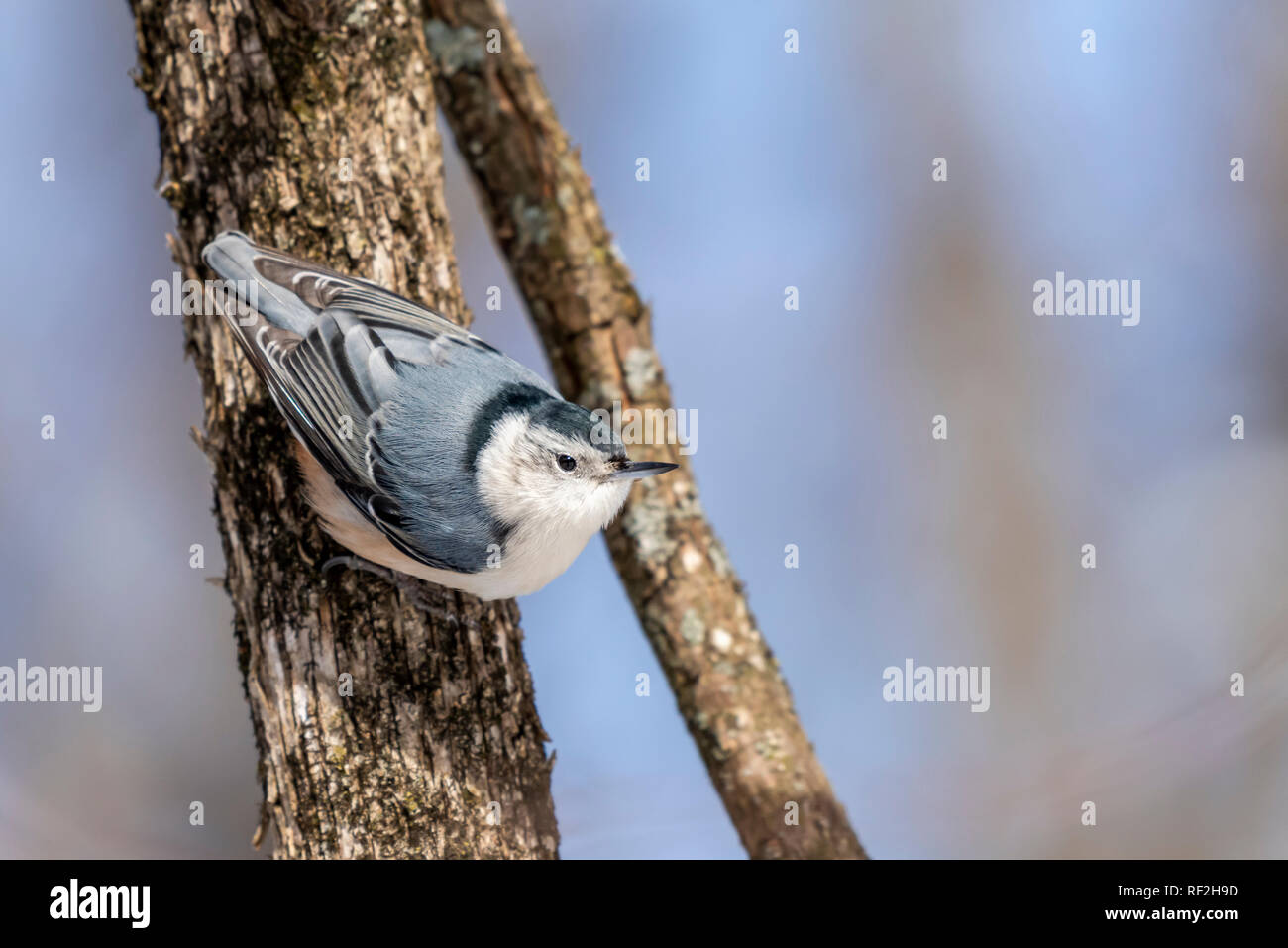 White Breasted Nuthatch climbing down tree in the winter Stock Photo ...