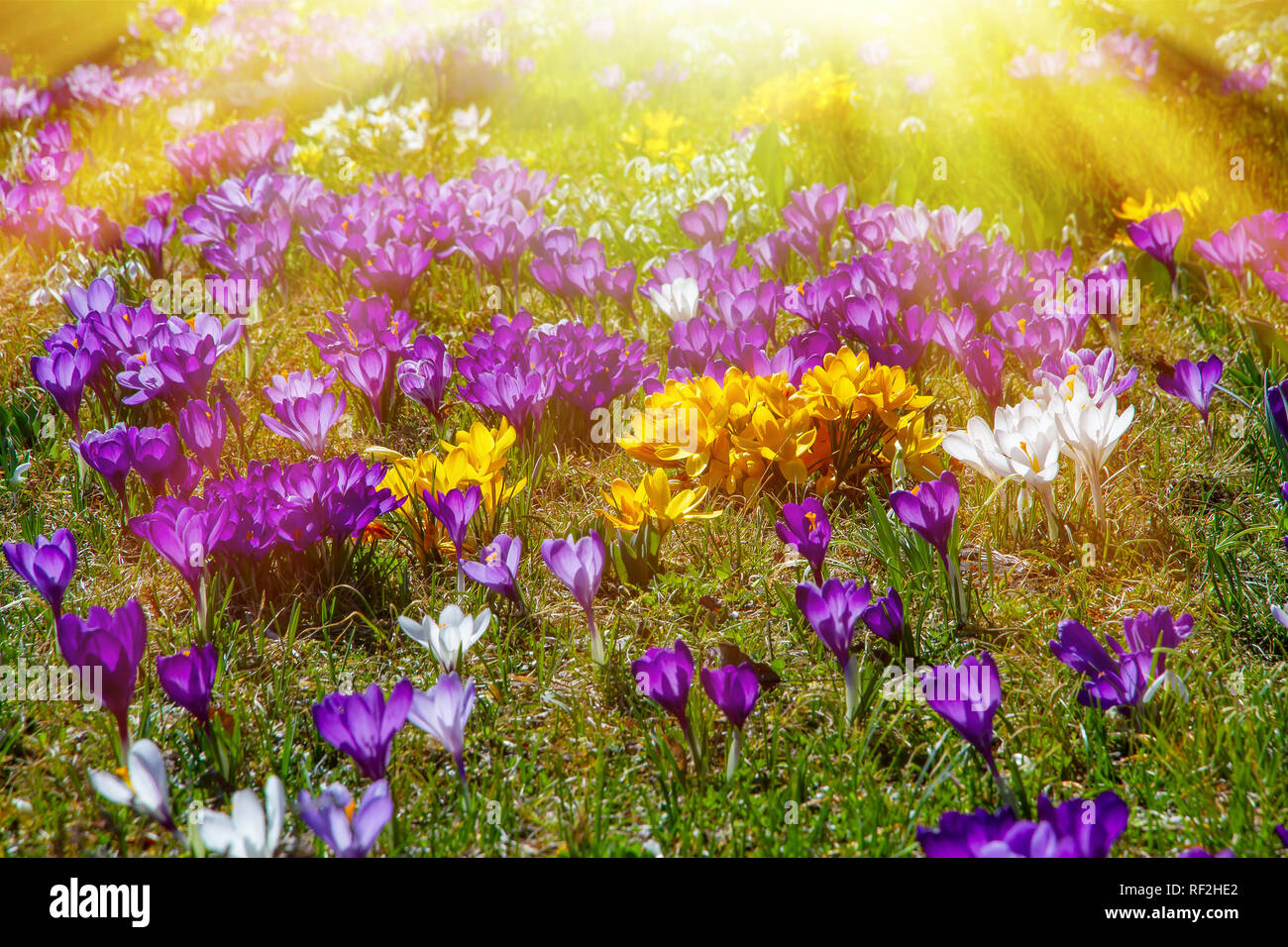 Cheerful crocus hi-res stock photography and images - Alamy