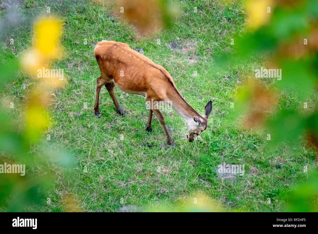 Deer wild aerial view hi-res stock photography and images - Alamy