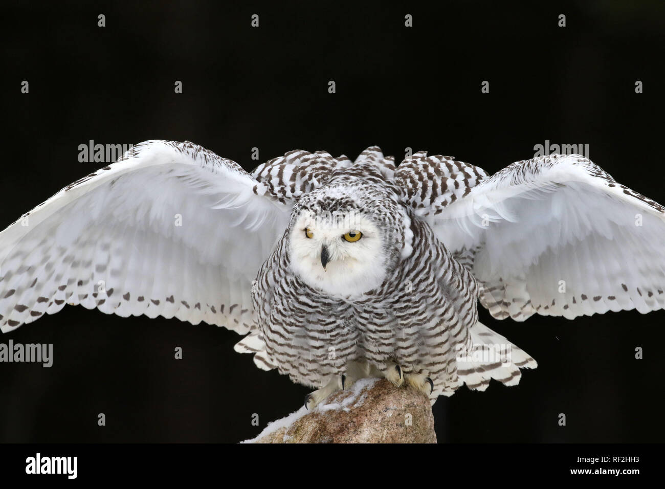 Snowy Owl taking off post Stock Photo - Alamy
