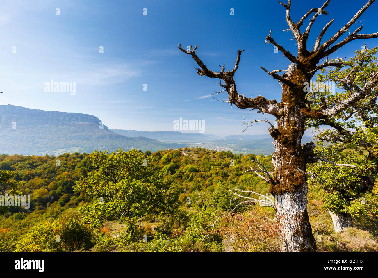 Dead oak tree and forest Stock Photo - Alamy