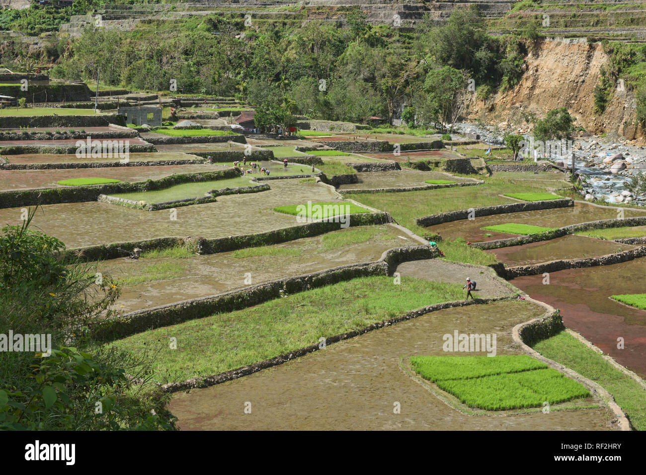 The beautiful UNESCO rice terraces in Hapao, Banaue, Mountain Province ...