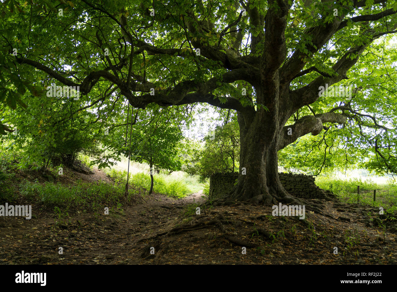 Shadow underneath tree hi-res stock photography and images - Alamy