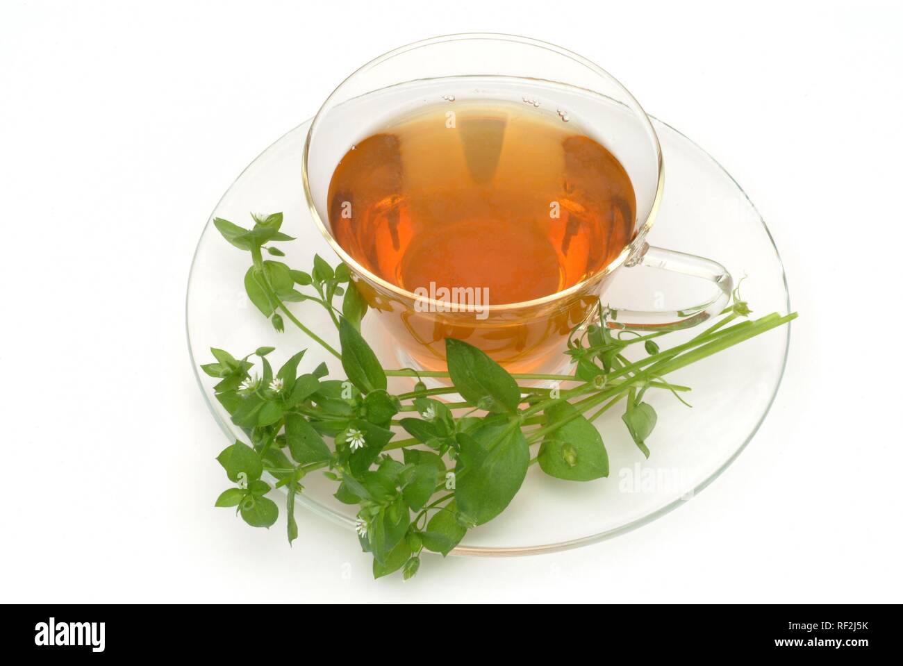Common Chickweed or Chickenwort (Stellaria media), herbal tea ...