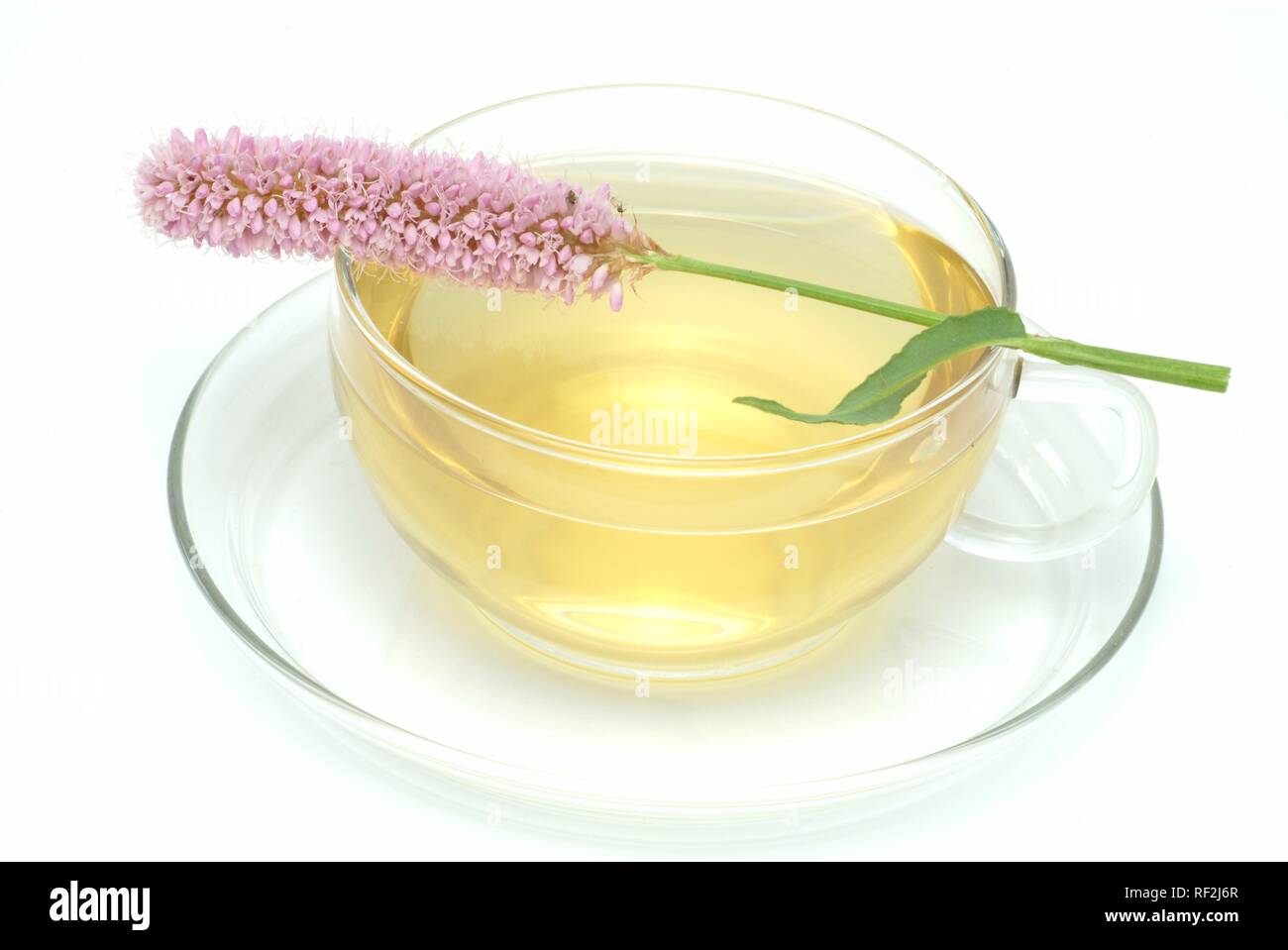 Bistort or Common Bistort (Polygonum bistorta), tea made from roots ...