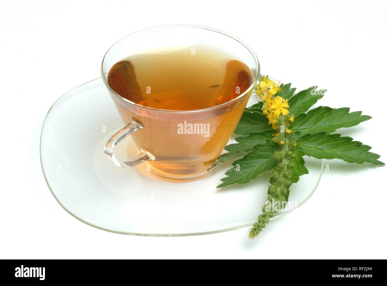 Infusion of agrimony hi-res stock photography and images - Alamy