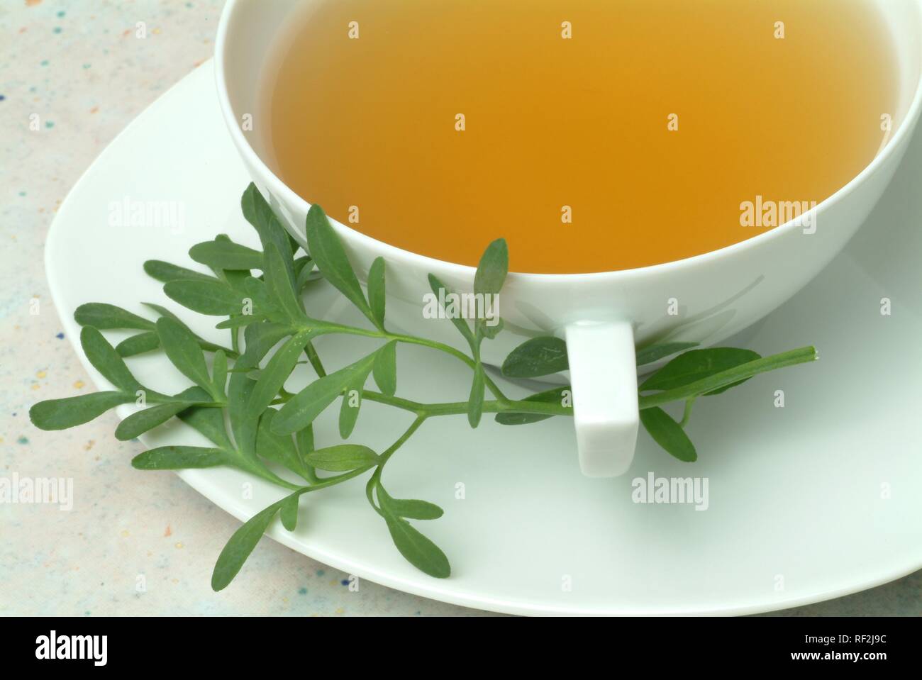 Common Rue or Herb-of-Grace (Ruta graveolens), herbal tea Stock Photo ...