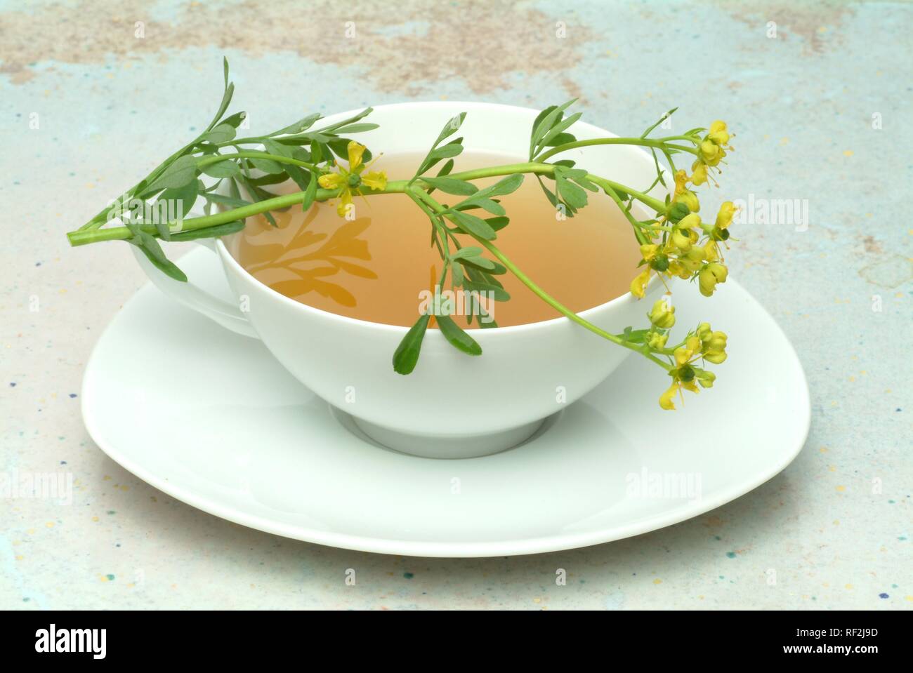 Common Rue or Herb-of-Grace (Ruta graveolens), herbal tea Stock Photo ...