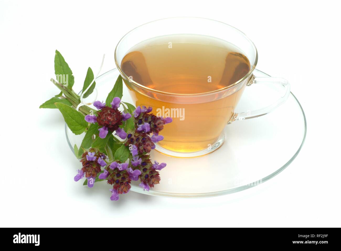Common Selfheal or Heal-All (Prunella vulgaris), herbal tea Stock Photo ...