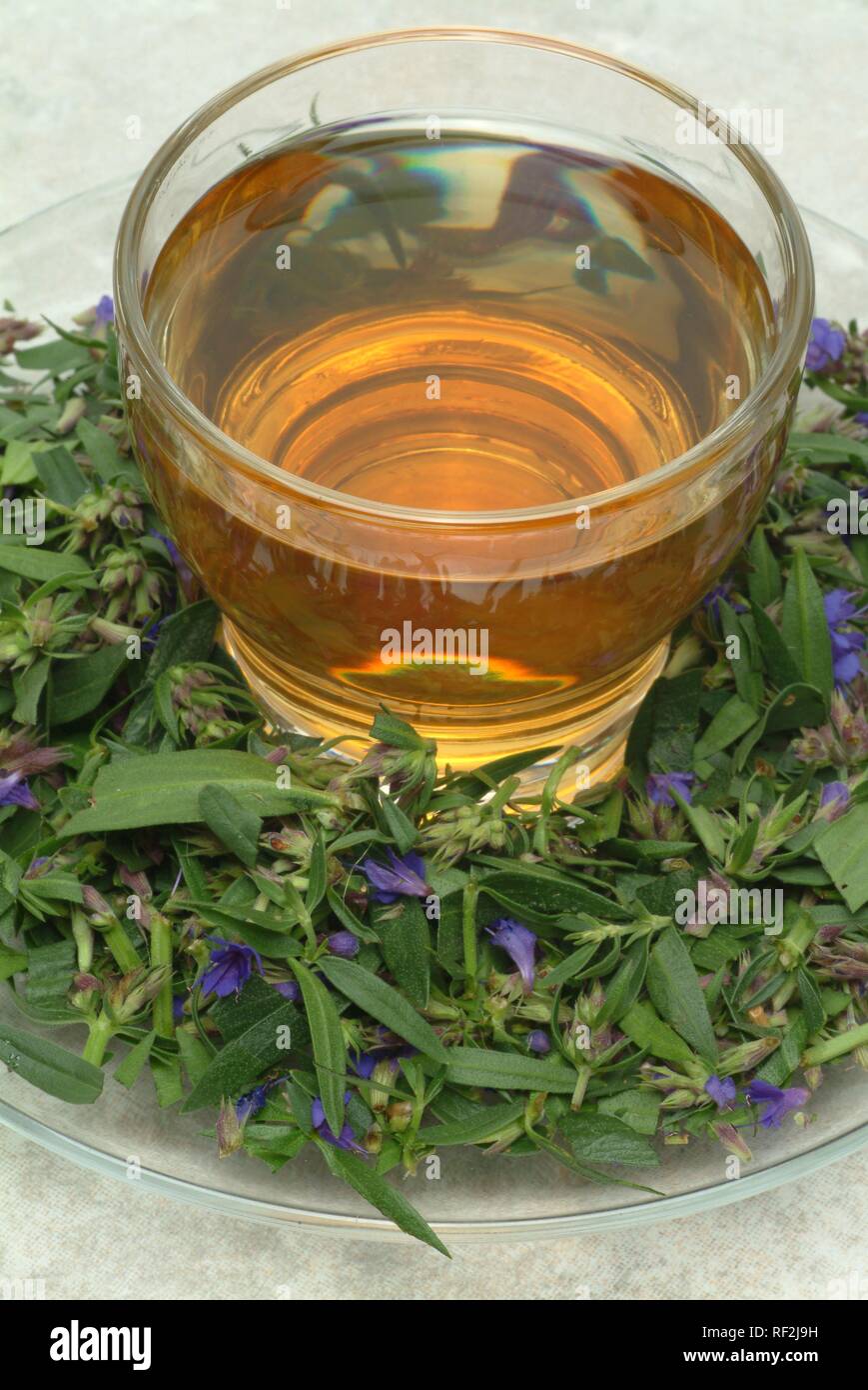 Herb Hyssop (Hyssopus officinalis), herbal tea Stock Photo - Alamy