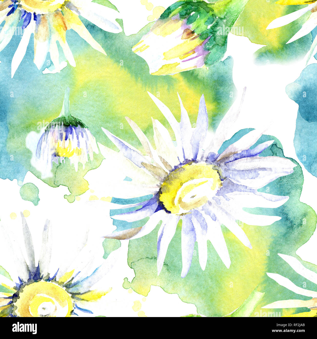 Daisy floral botanical flower. Wild spring leaf isolated. Watercolor ...