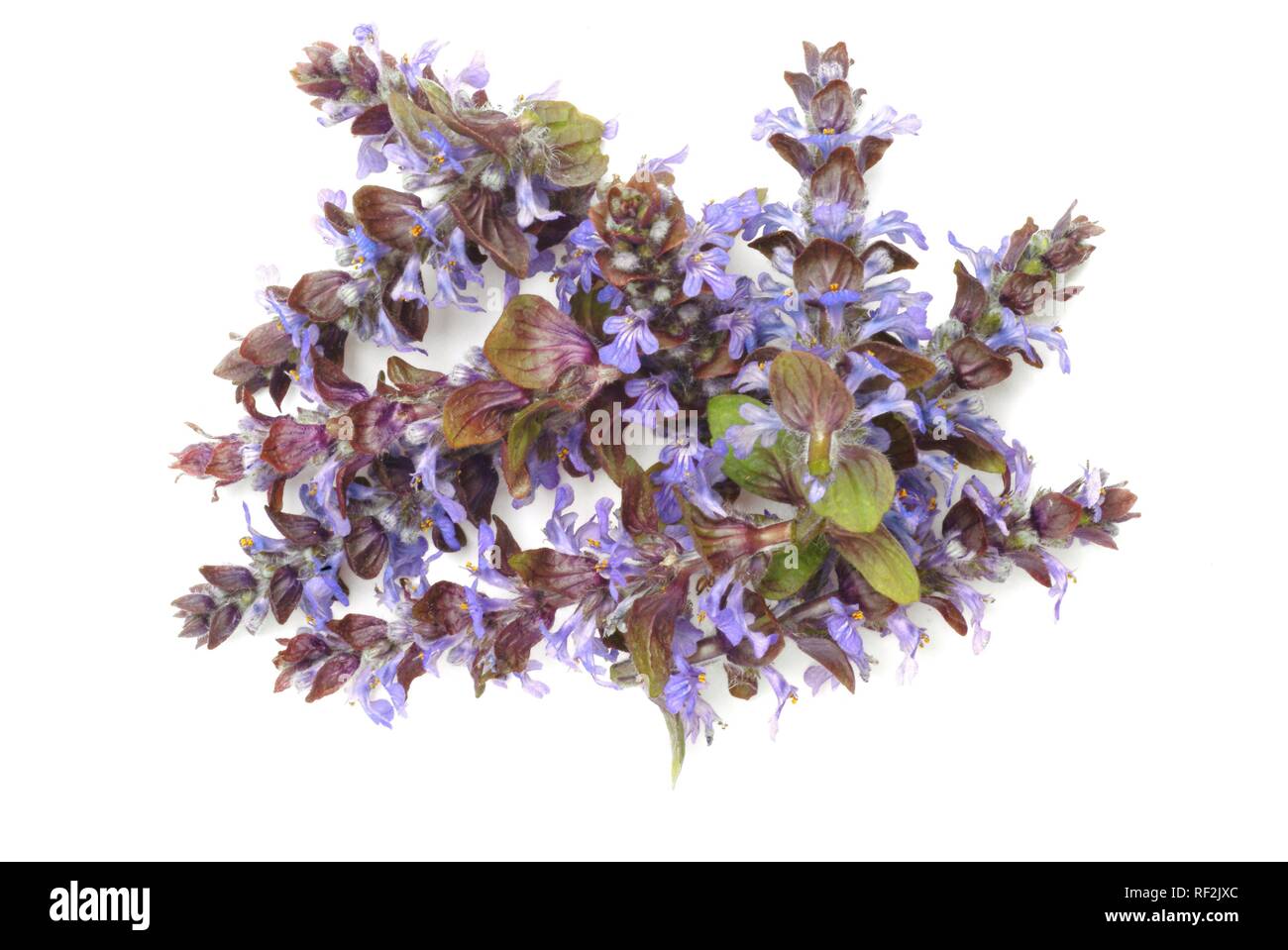 Blue Bugle, Bugleweed or Bugleherb (Ajuga reptans), medicinal plant ...
