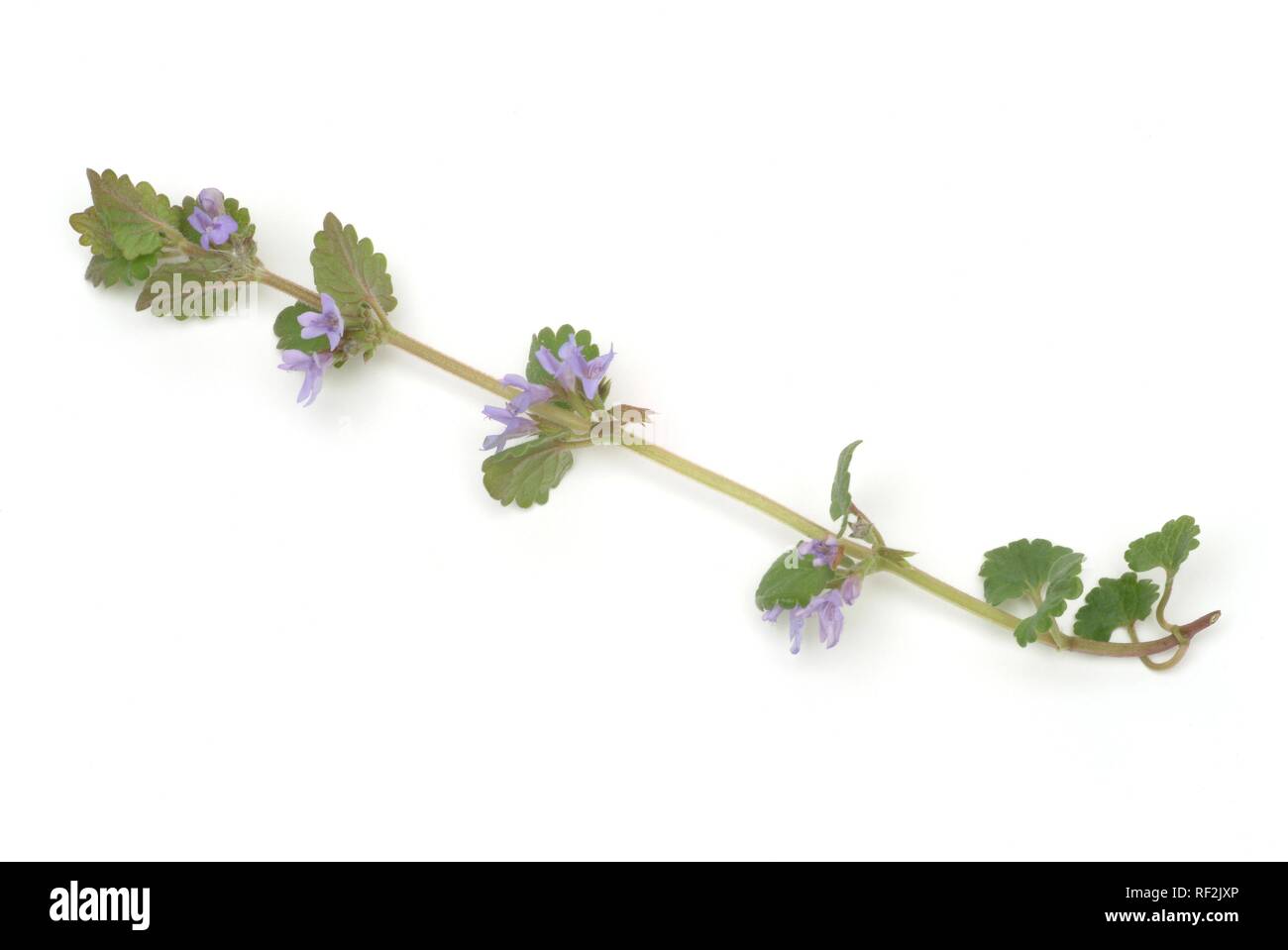 Gill-over-the-ground or Ground Ivy (Glechoma hederacea), medicinal ...