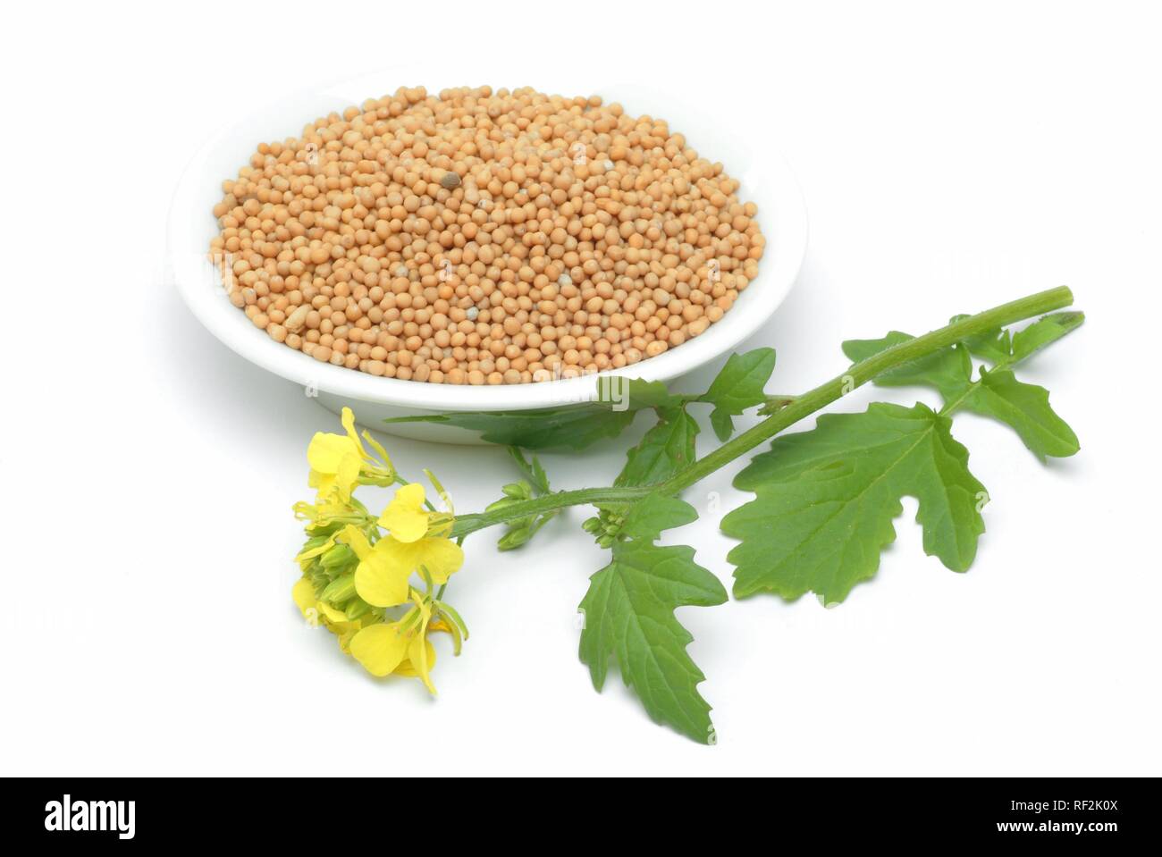 White or Yellow Mustard (Sinapis alba), medicinal plant Stock Photo - Alamy
